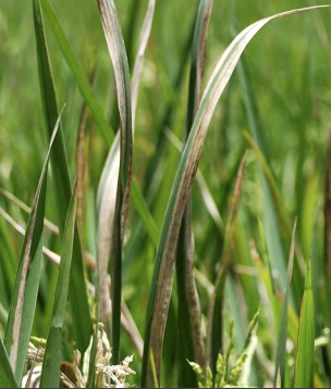 Teknologi – Paddy Guard